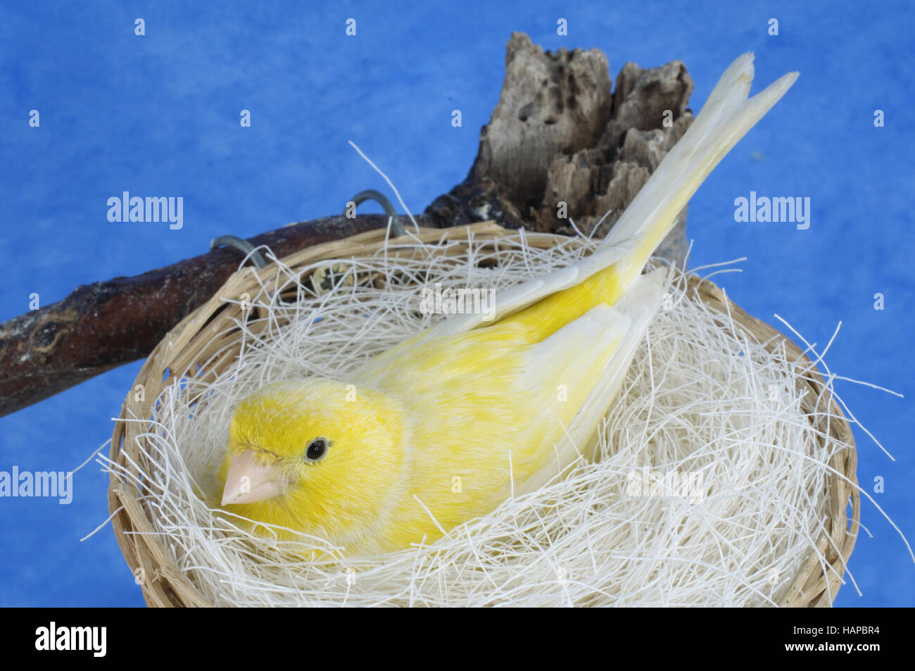 Domestic canary hi-res stock photography and images - Alamy