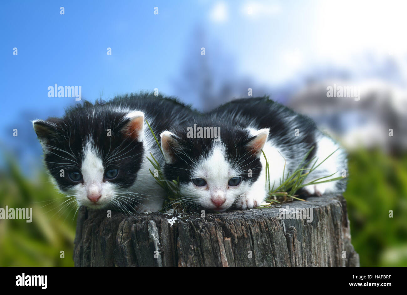 Kooky Cat High Resolution Stock Photography and Images - Alamy
