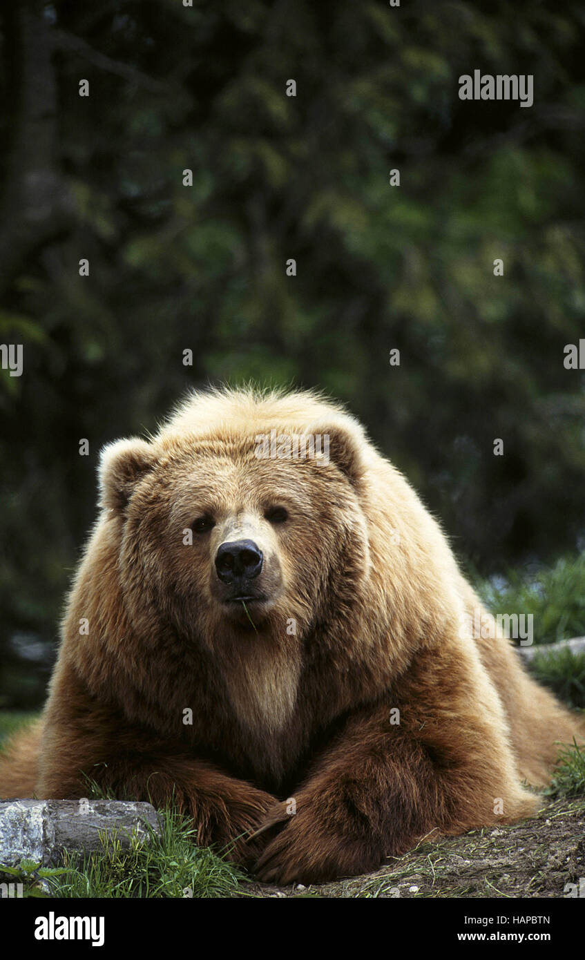 Kodiak braunbaer hi-res stock photography and images - Alamy