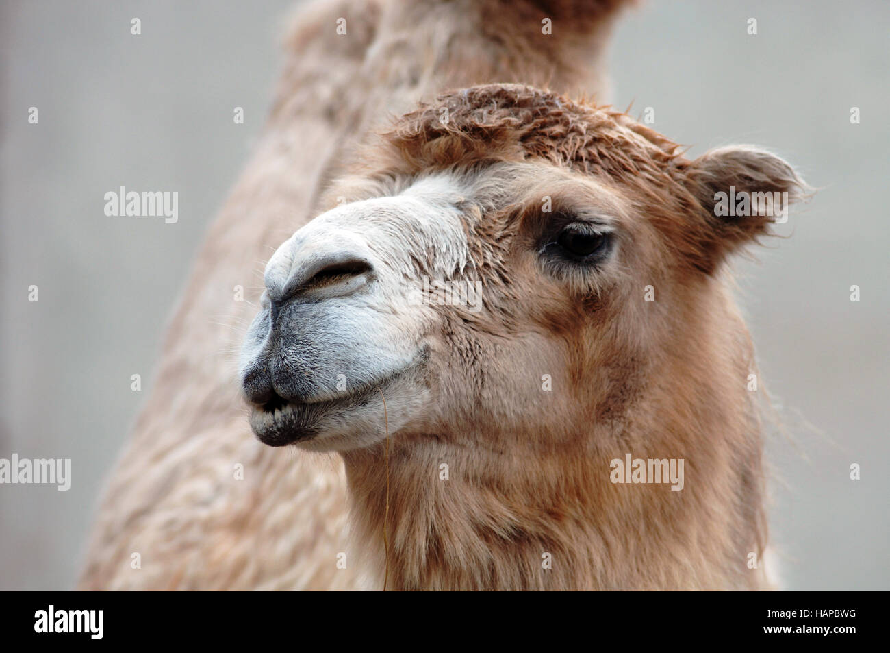 Two humped Bactrian camel Stock Photo - Alamy