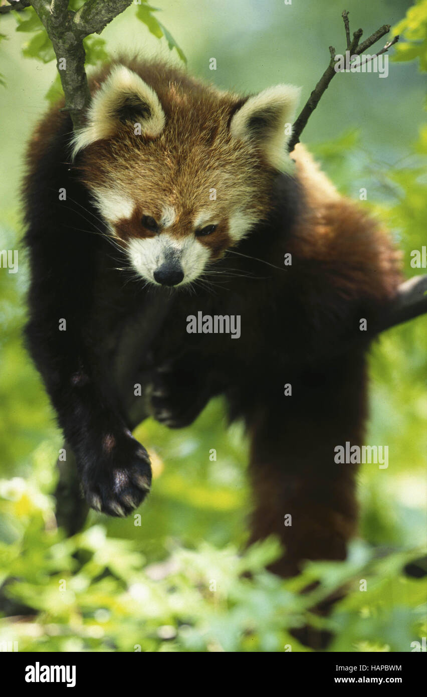 Panda rojo hi-res stock photography and images - Alamy