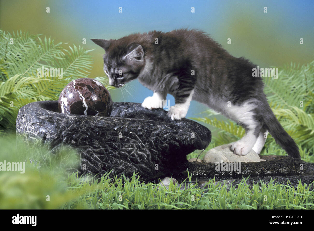 Maine Coon Cat Stock Photo - Alamy Maine Coon Cat Stock Photo - Alamy