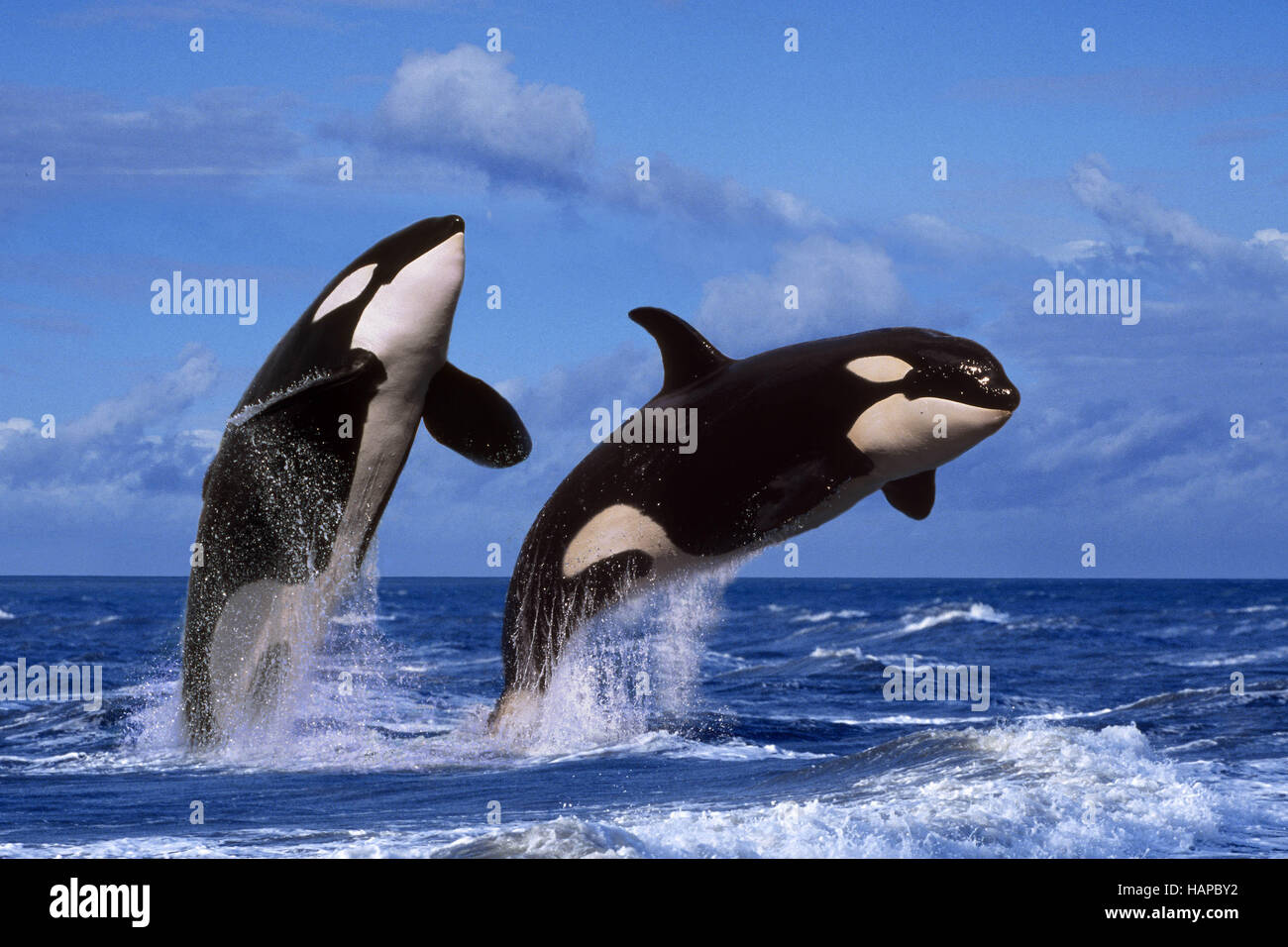 Orc orcinus hi-res stock photography and images - Alamy