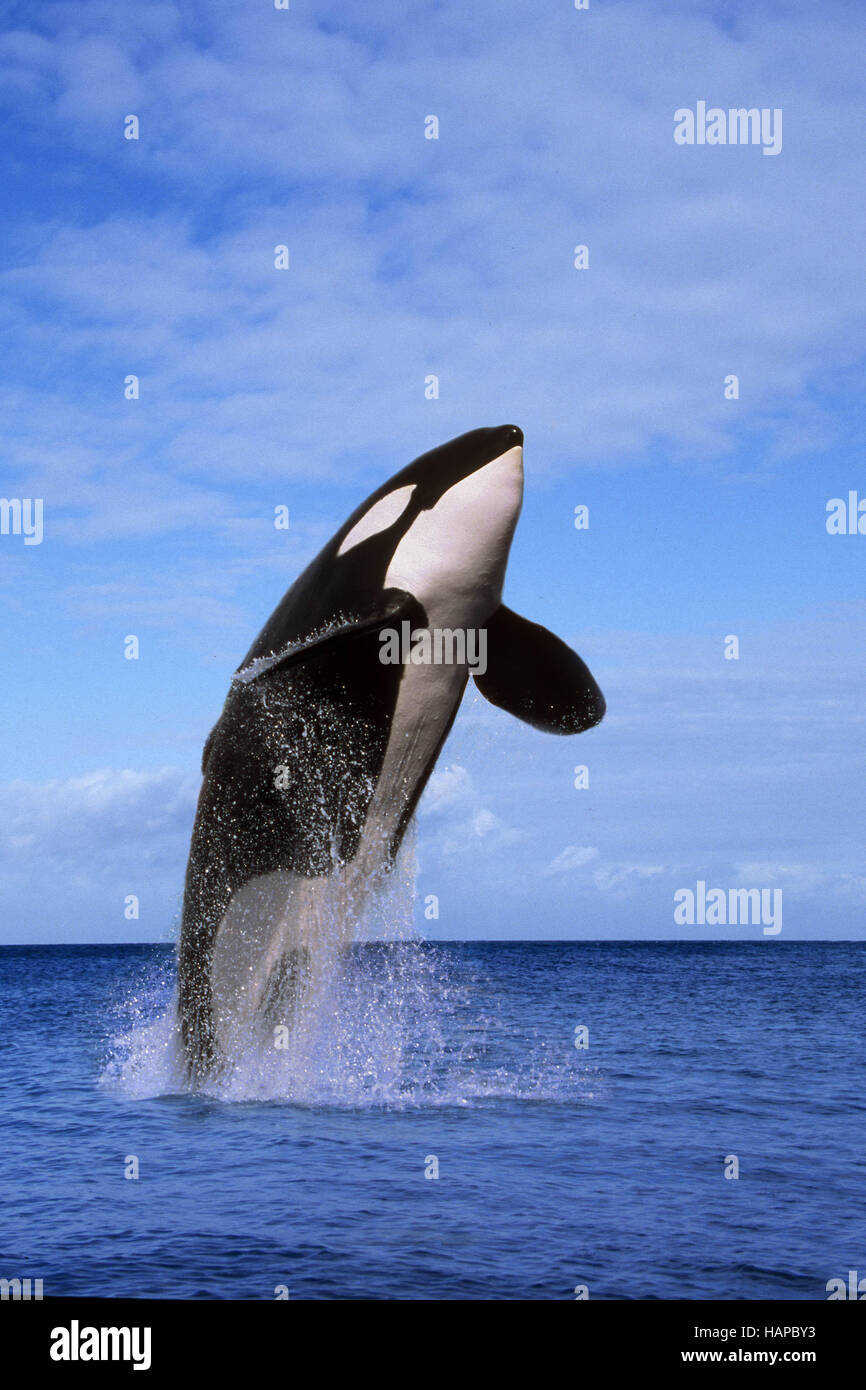Killer Wale High Resolution Stock Photography and Images - Alamy