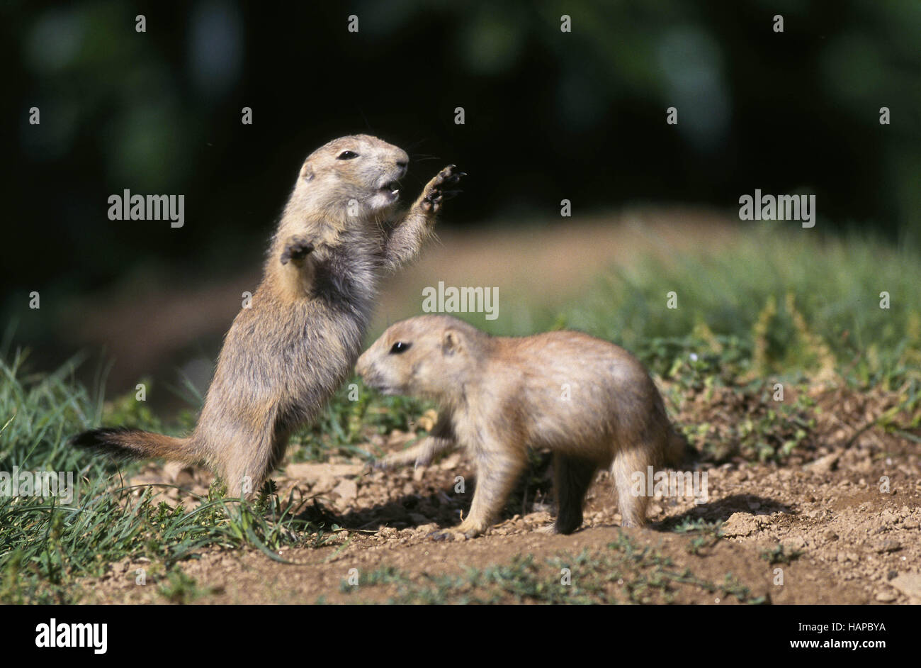 Black tailed prairie dog pups hi-res stock photography and images - Alamy