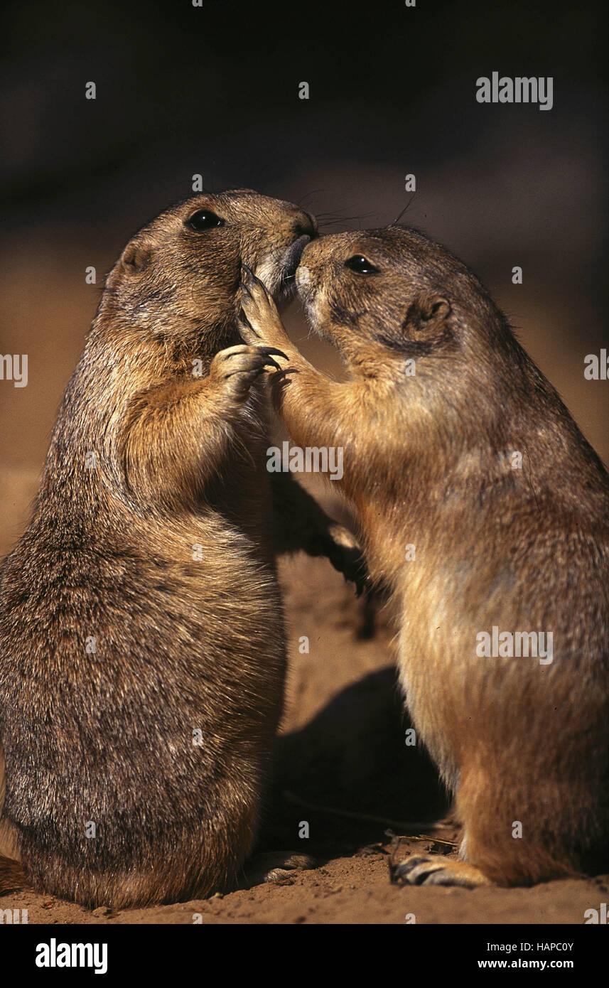Black-tailed Prairie Dog Stock Photo - Alamy
