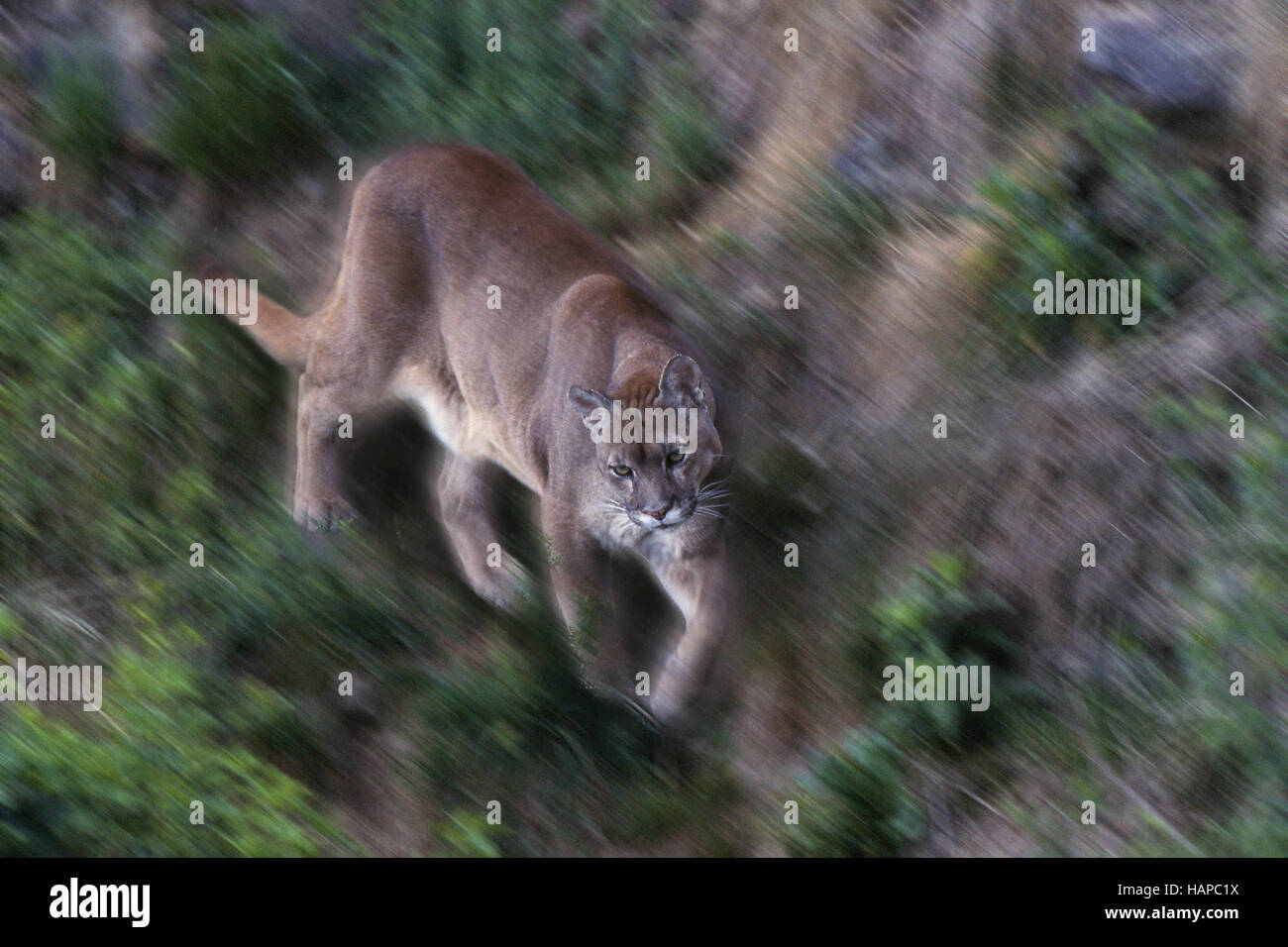 Cougar prey hi-res stock photography and images - Alamy