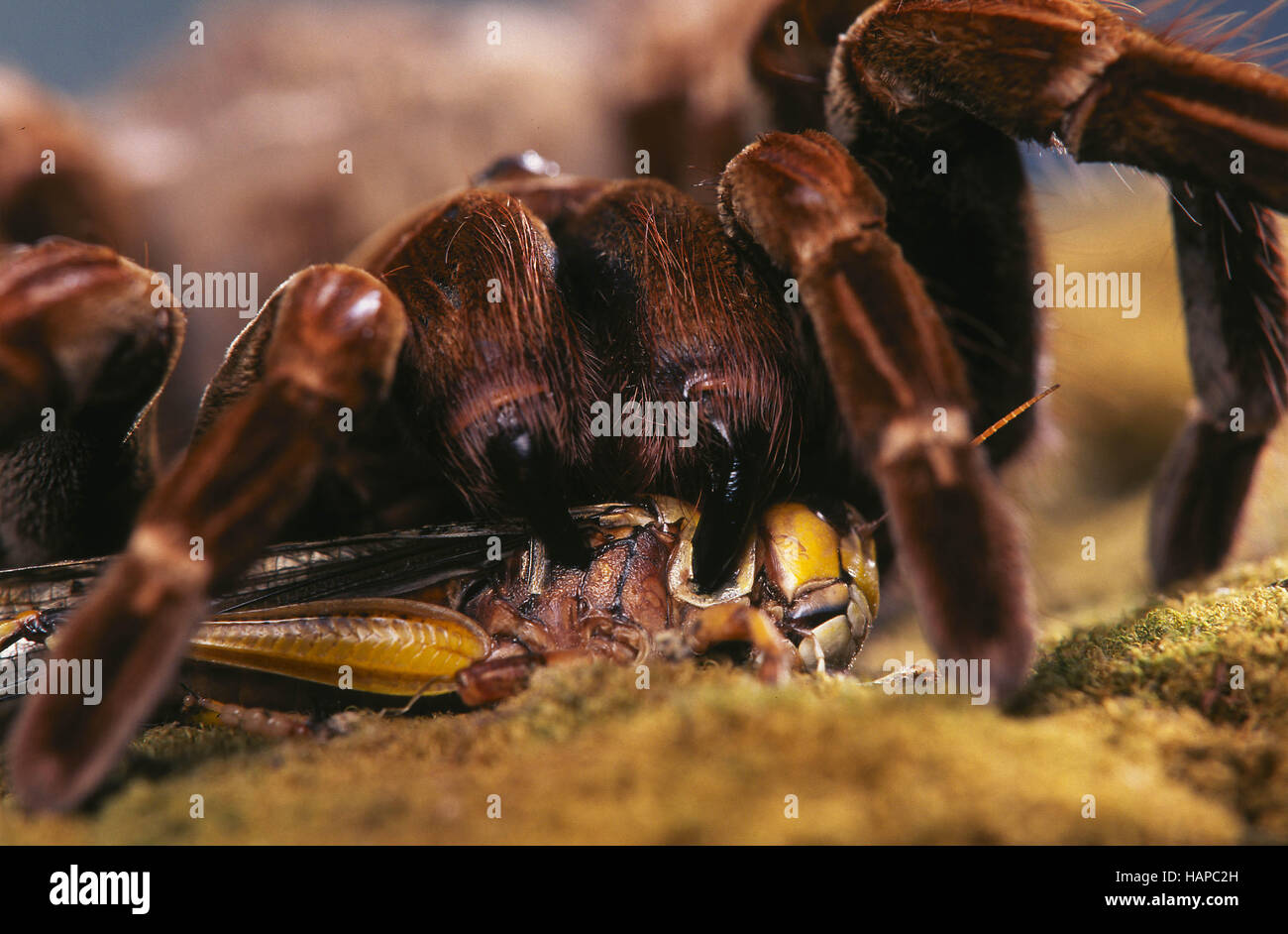 Close up tarantula spider hi-res stock photography and images - Alamy