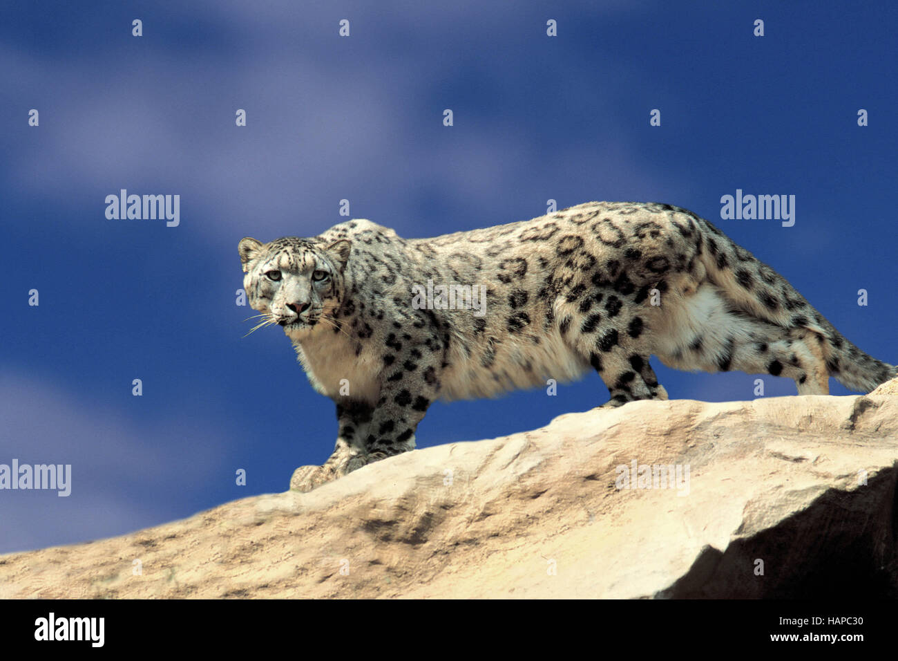 Gobi Desert Snow Leopard