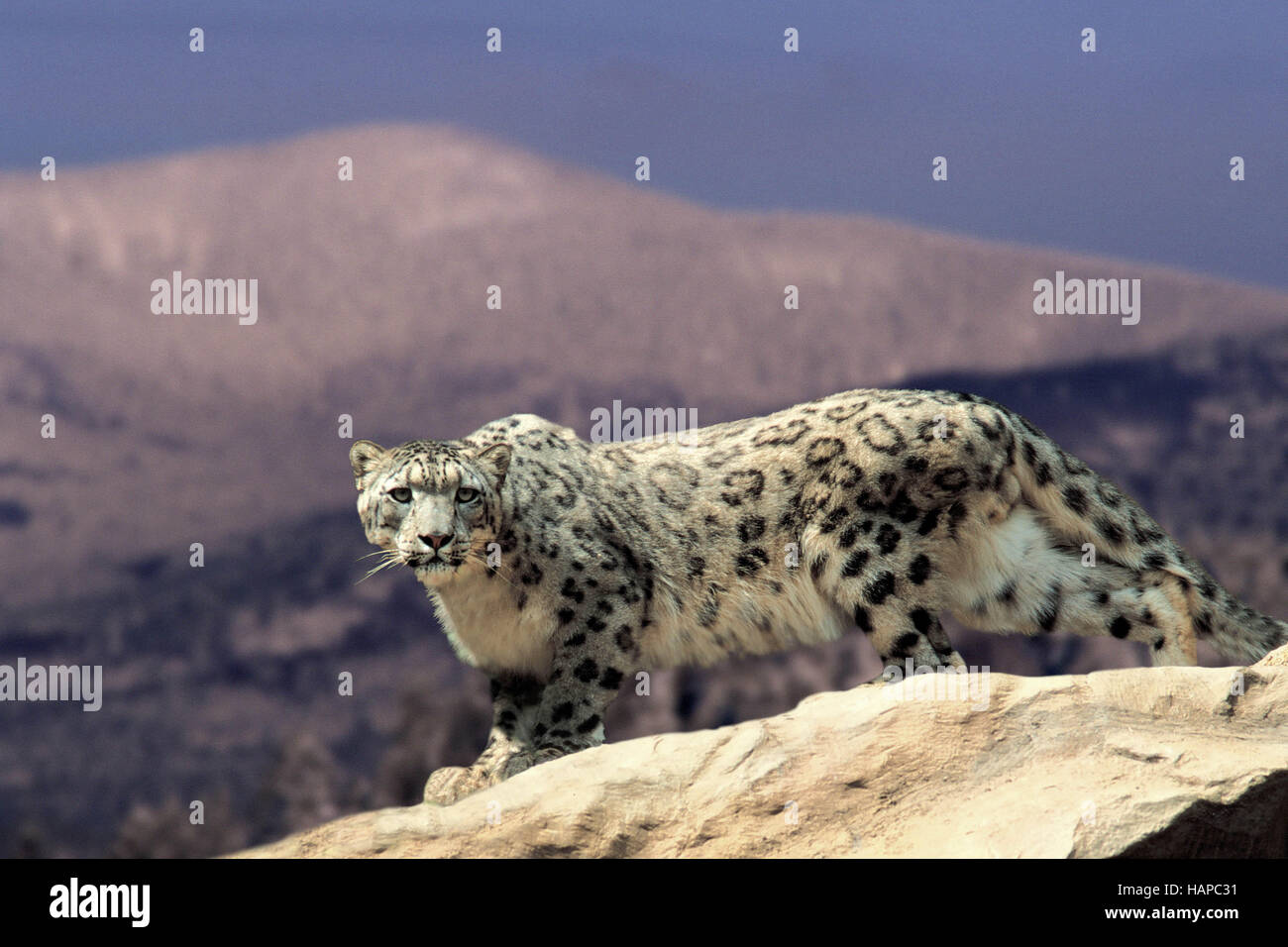 Gobi Desert Snow Leopard