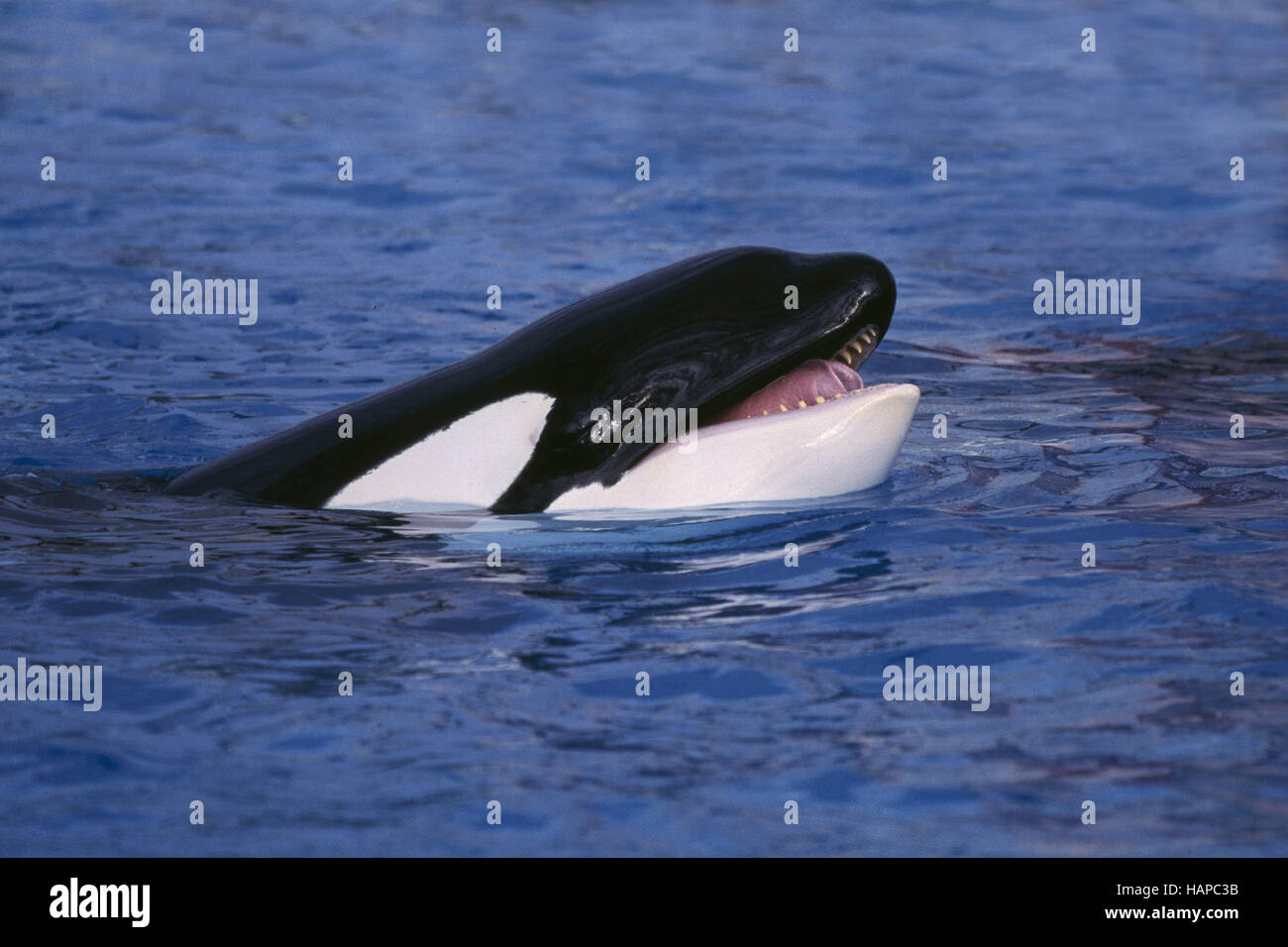 Killer Wale High Resolution Stock Photography and Images - Alamy
