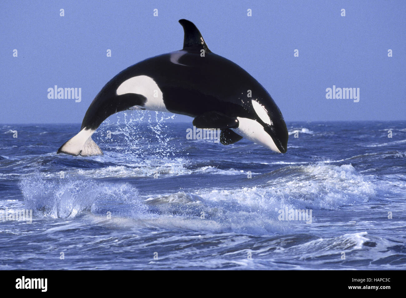 Springende wale hi-res stock photography and images - Alamy