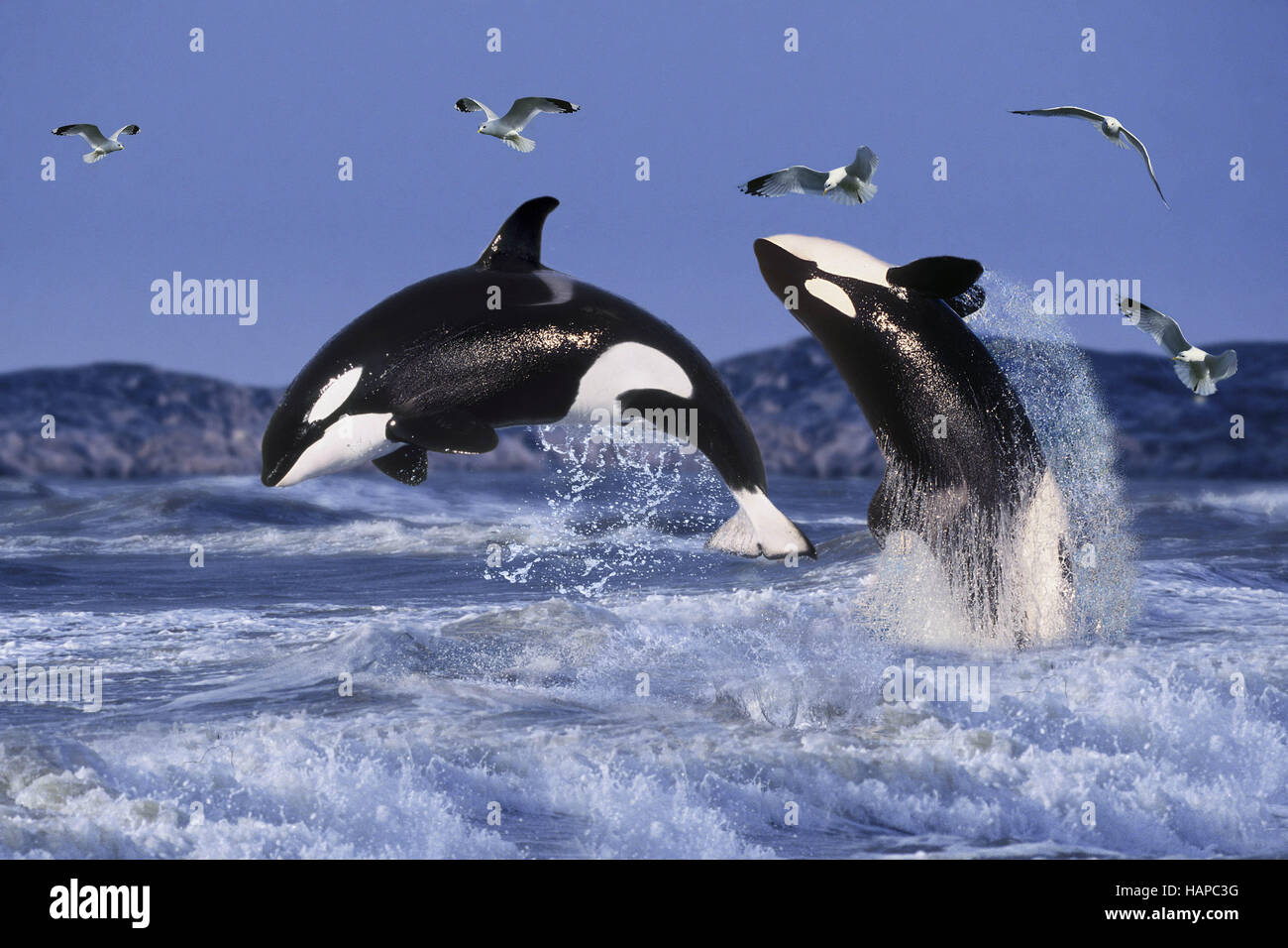 Springende wale hi-res stock photography and images - Alamy