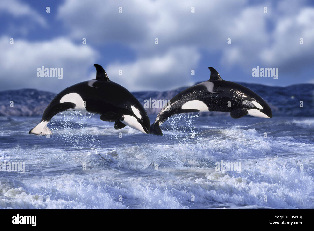 Springende wale hi-res stock photography and images - Alamy