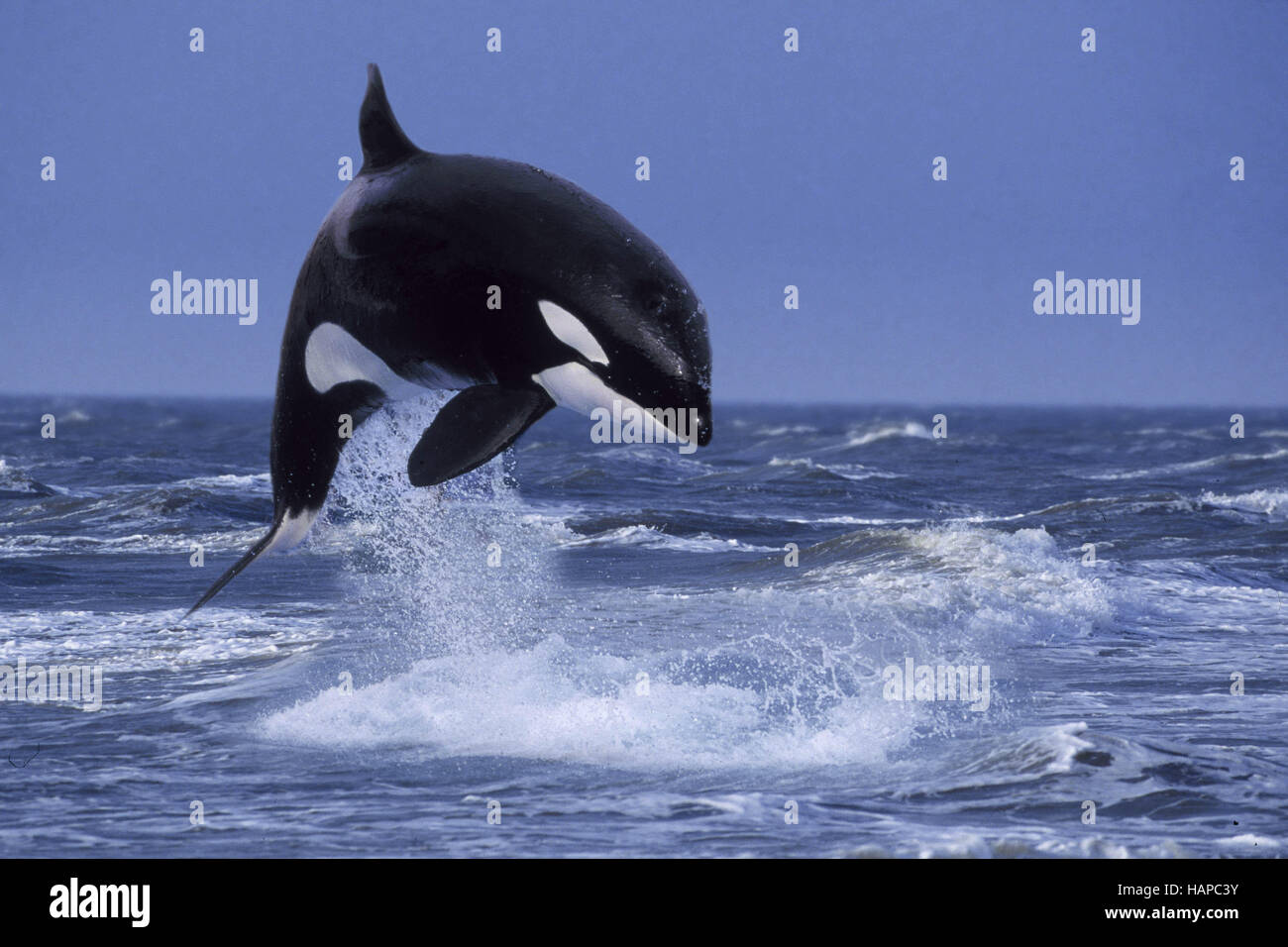Springende wale hi-res stock photography and images - Alamy