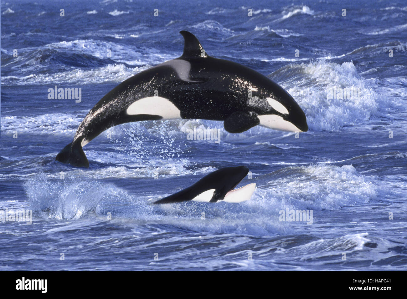 Killer Wale High Resolution Stock Photography and Images - Alamy