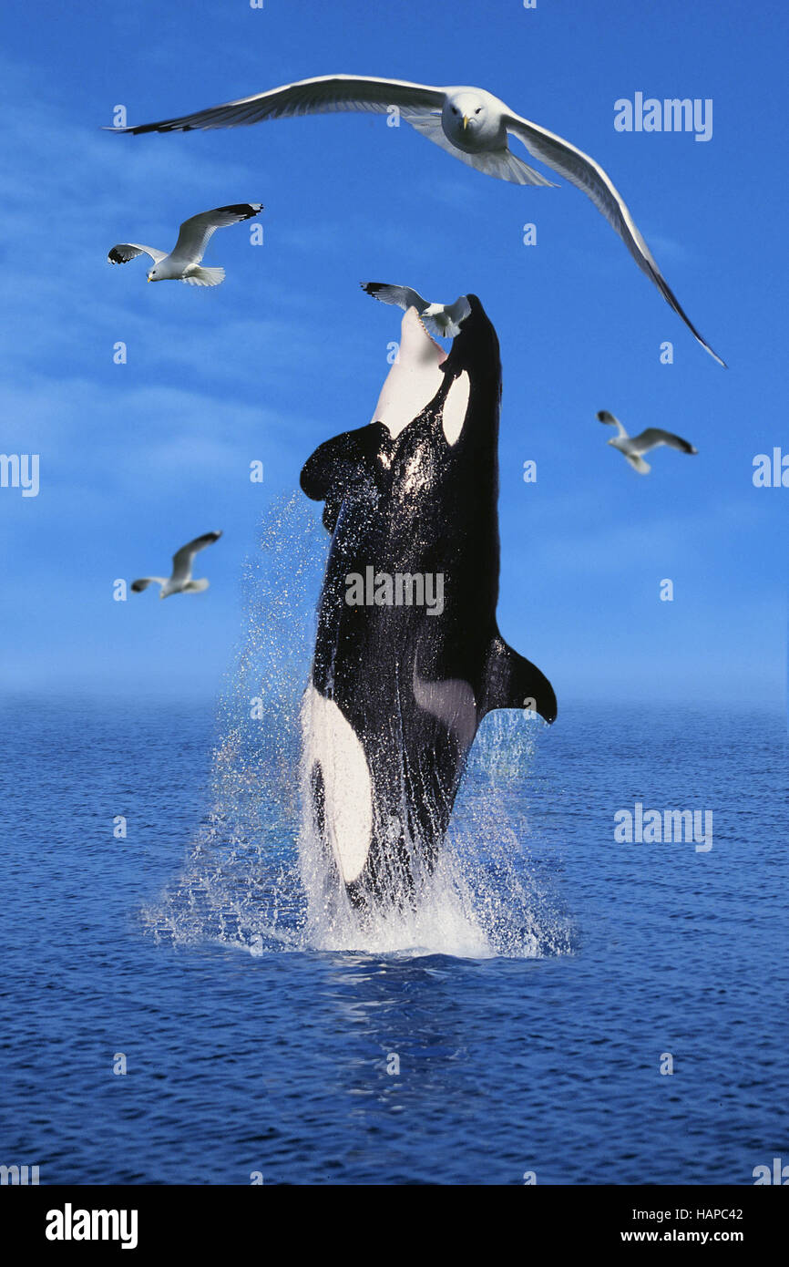 Springende wale hi-res stock photography and images - Alamy
