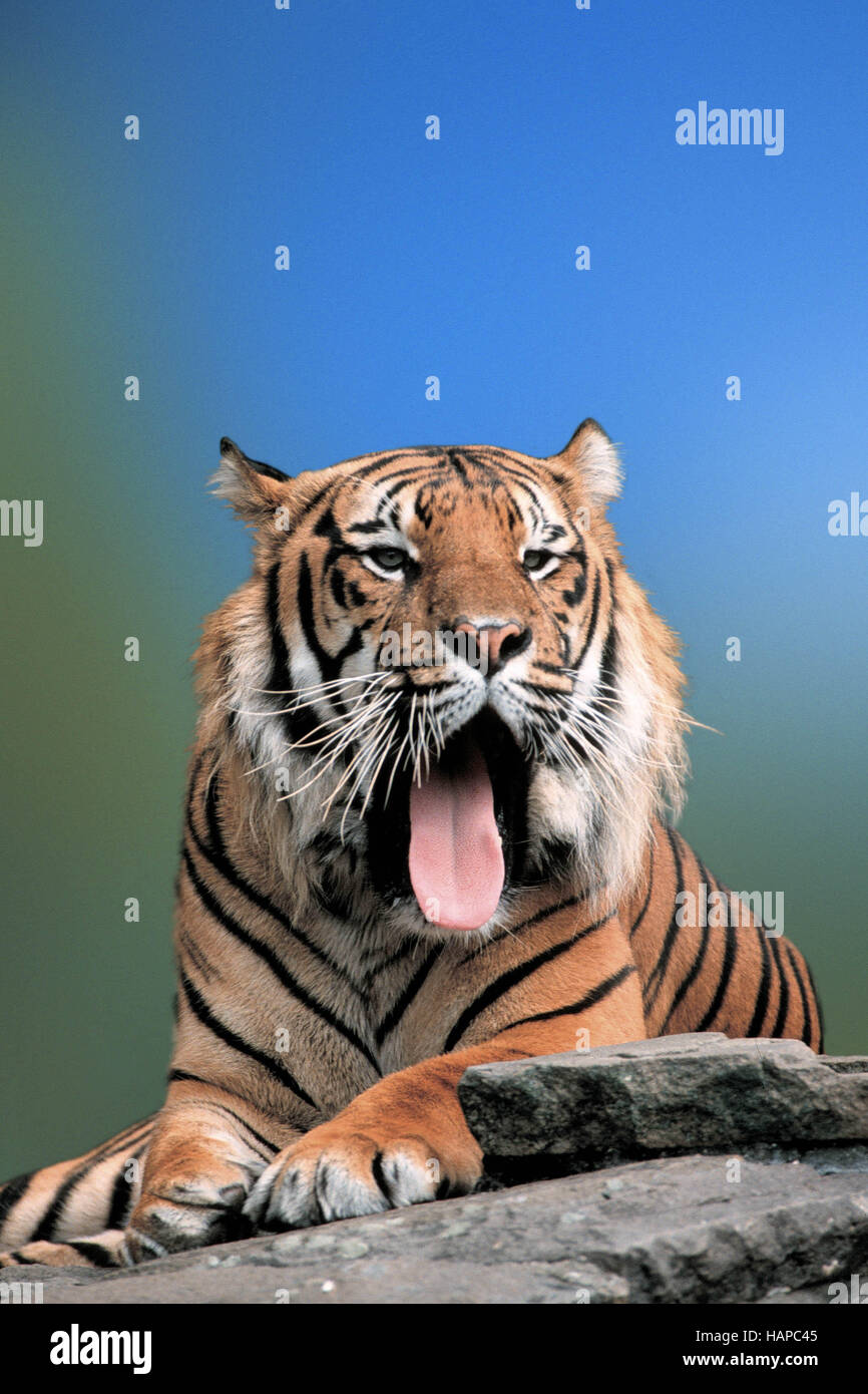 Head portrait sumatran tiger panthera hi-res stock photography and ...