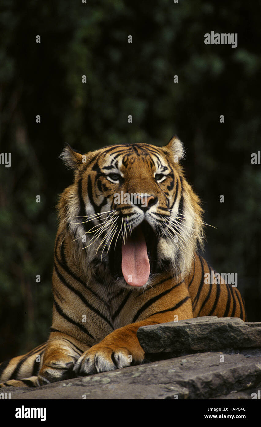 Tiger zahn hi-res stock photography and images - Alamy