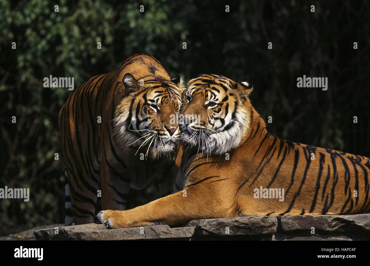 Cuddle tiger hi-res stock photography and images - Alamy
