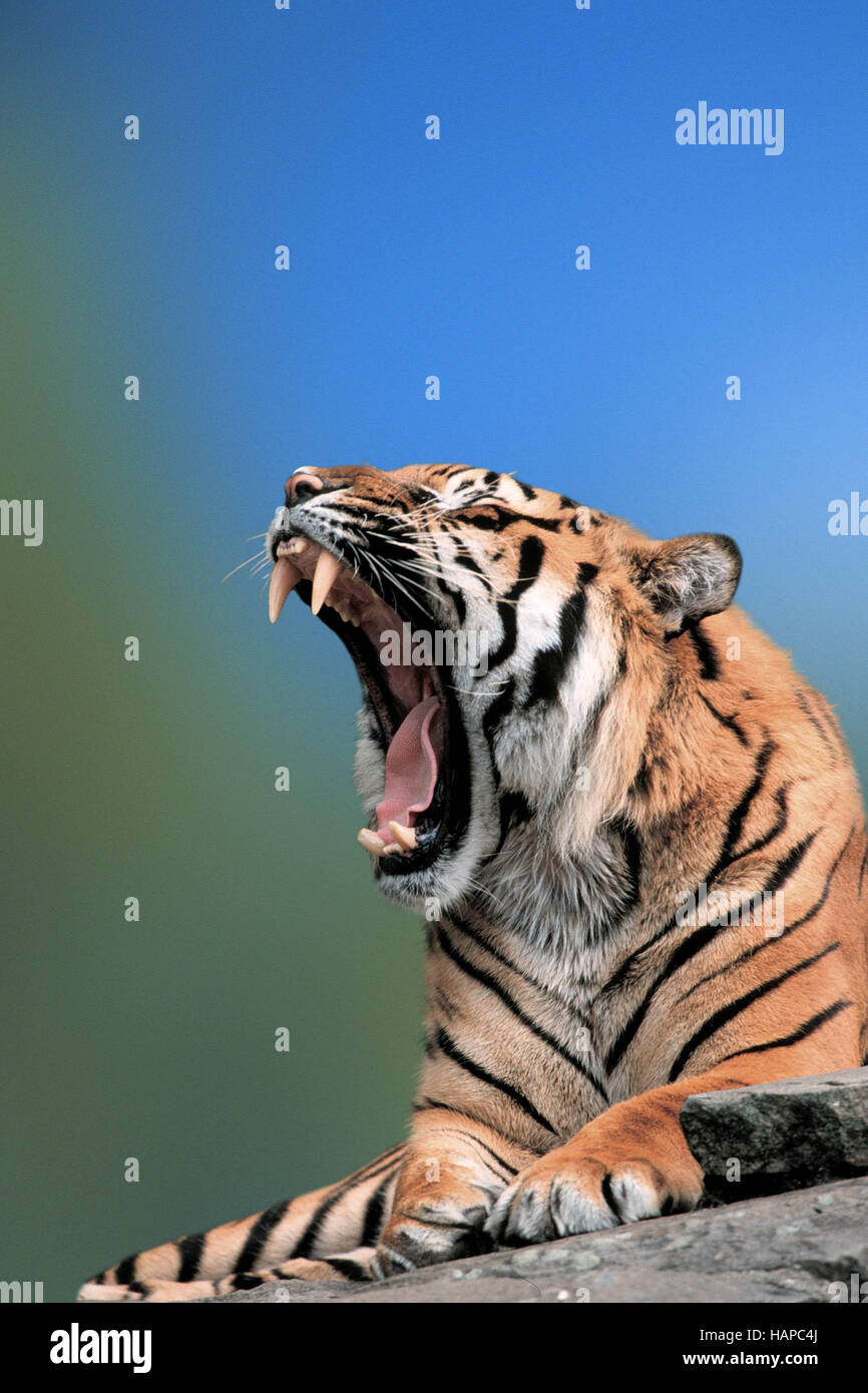 Tiger zahn hi-res stock photography and images - Alamy