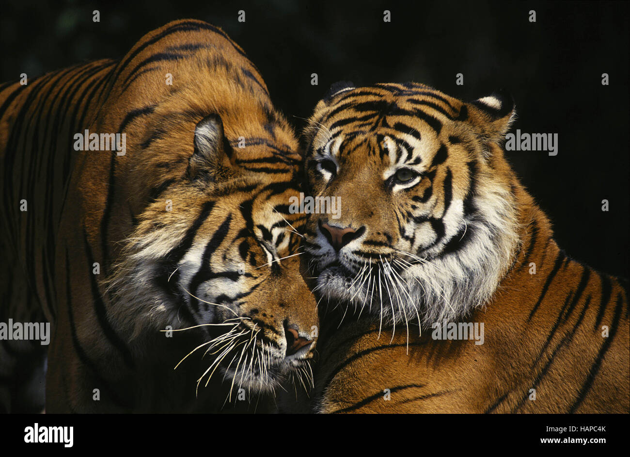 Tigre de sumatra hi-res stock photography and images - Alamy