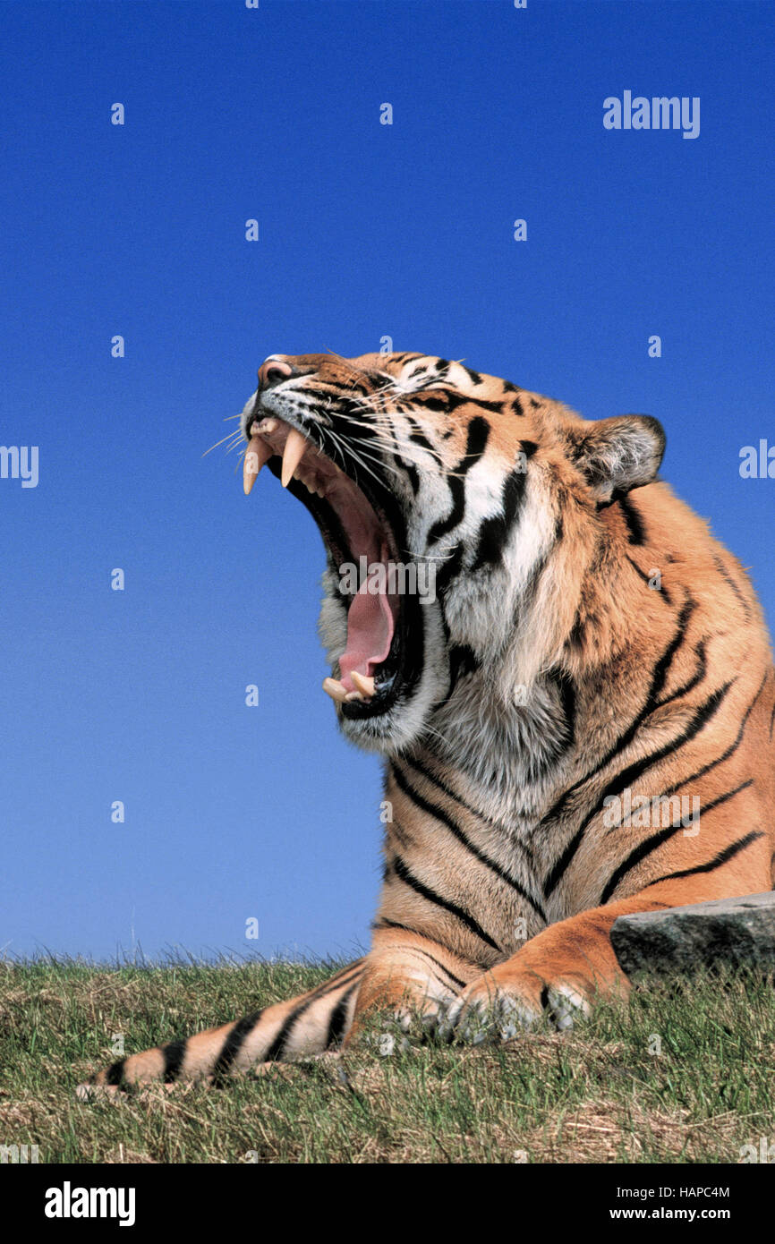 Tiger zahn hi-res stock photography and images - Alamy