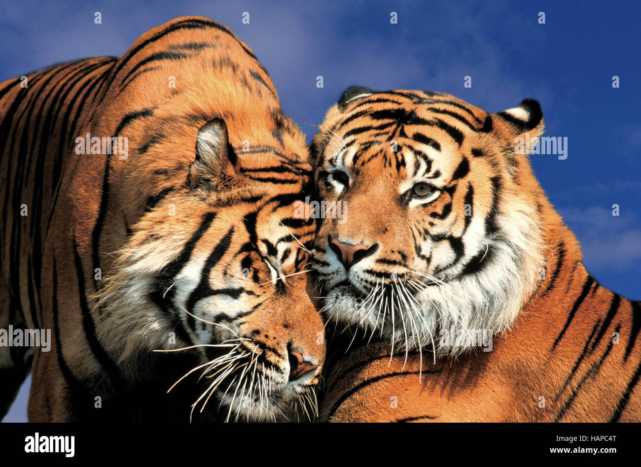 Cuddly tiger hi-res stock photography and images - Alamy