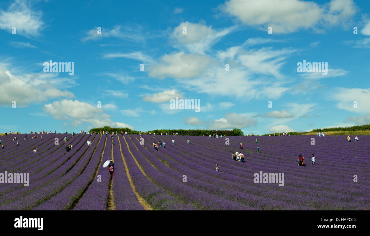 Lordington lavender field hi-res stock photography and images - Alamy