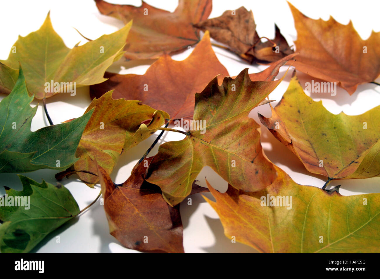 Blattformen hi-res stock photography and images - Alamy