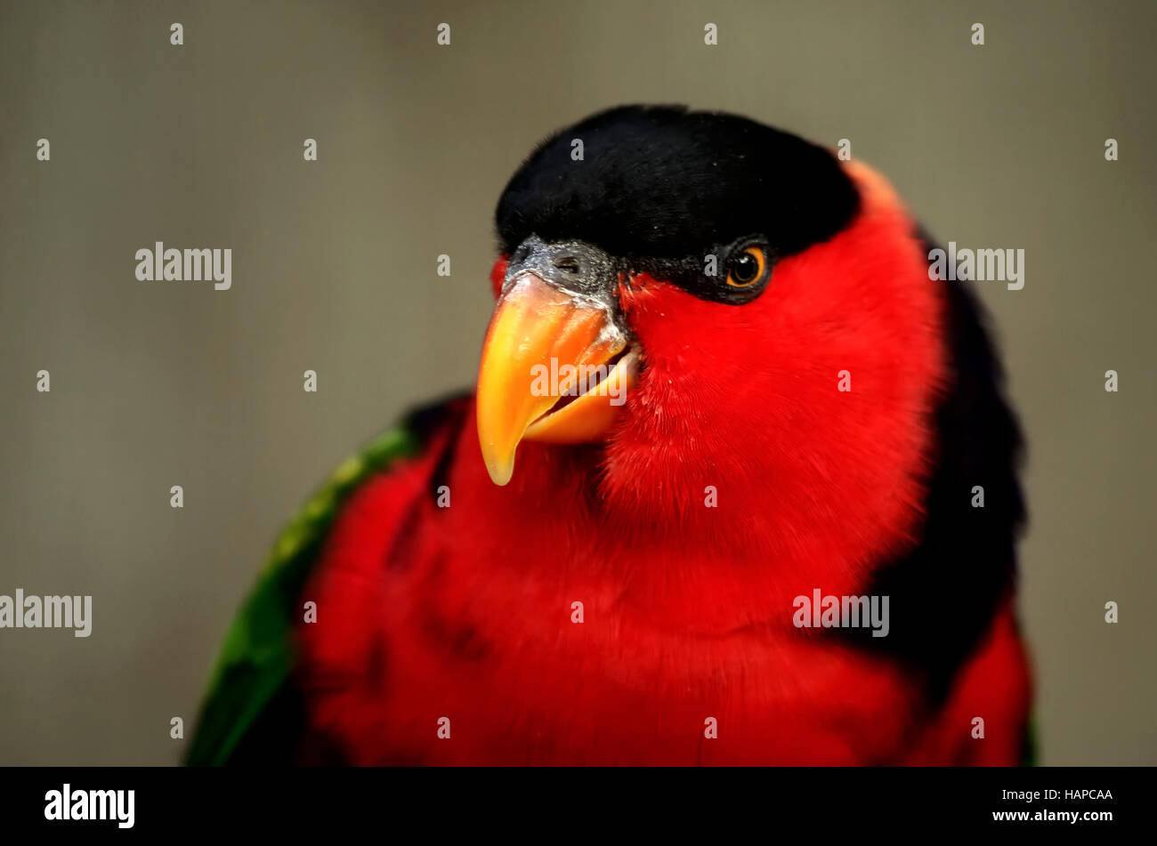 western black-capped lory Stock Photo - Alamy