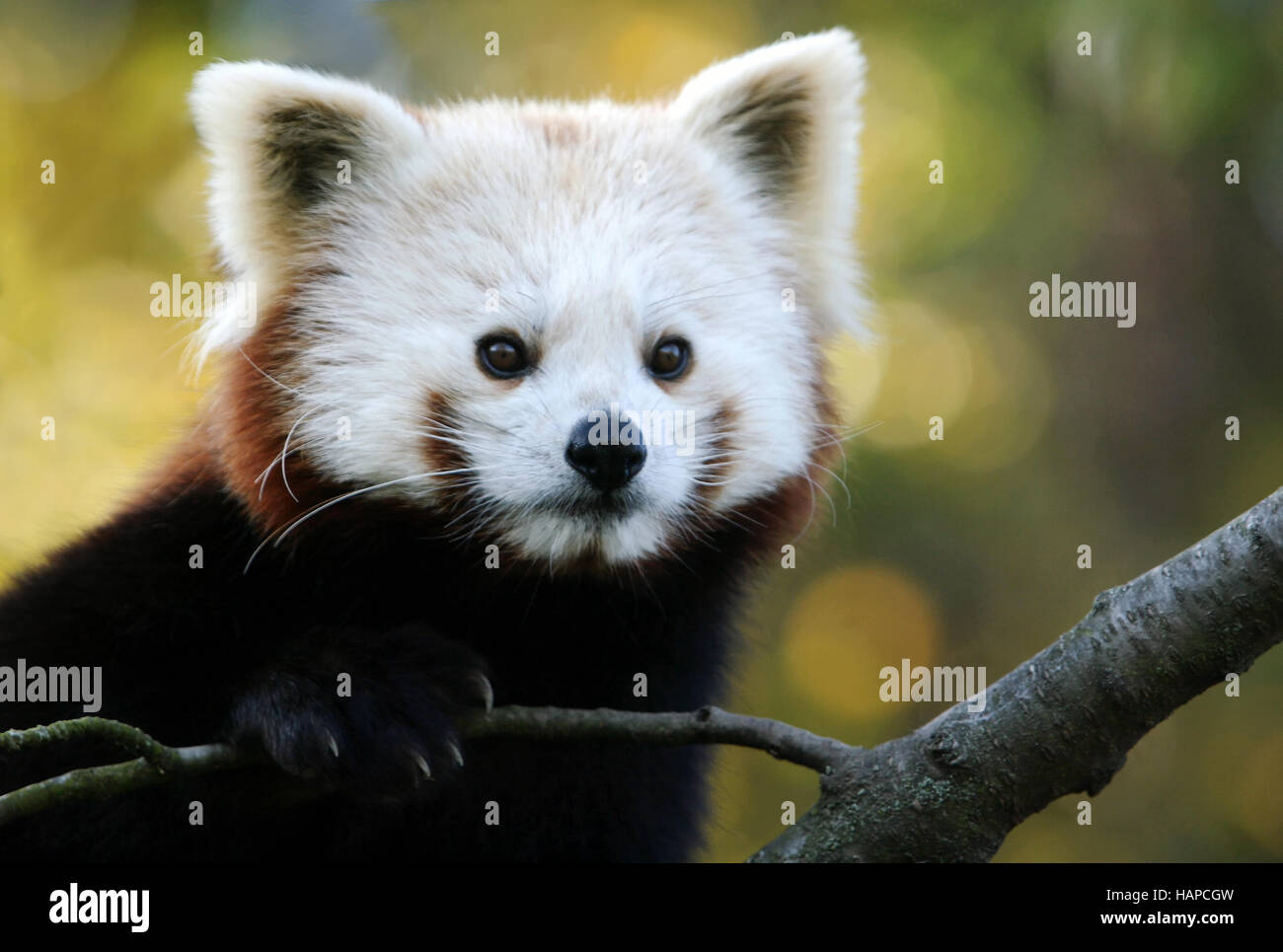 Cute chinese animals hi-res stock photography and images - Alamy