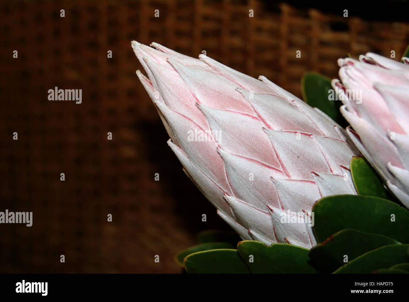 Protea shrub hi-res stock photography and images - Alamy