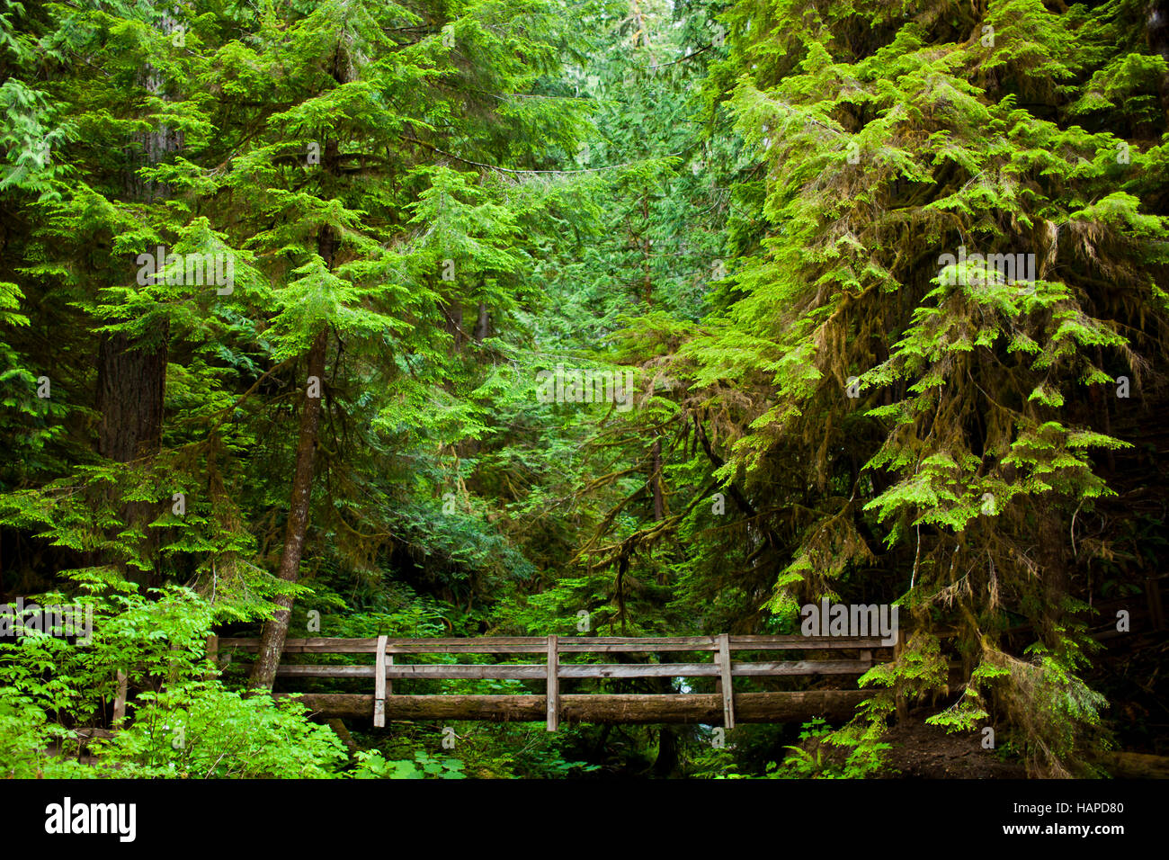 A bridge spans a short river in the lush evergreen Olympic National ...
