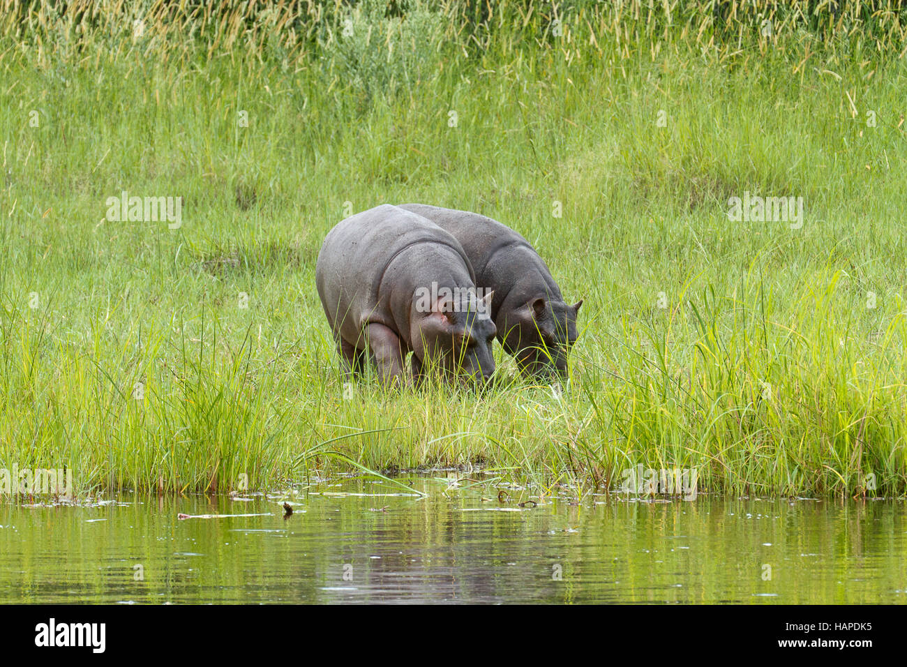 Two Hippos together on land Stock Photo - Alamy