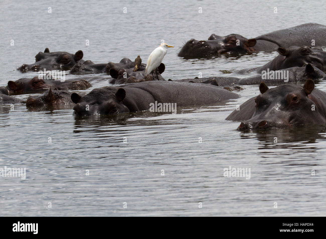 Hippos in water Stock Photo - Alamy