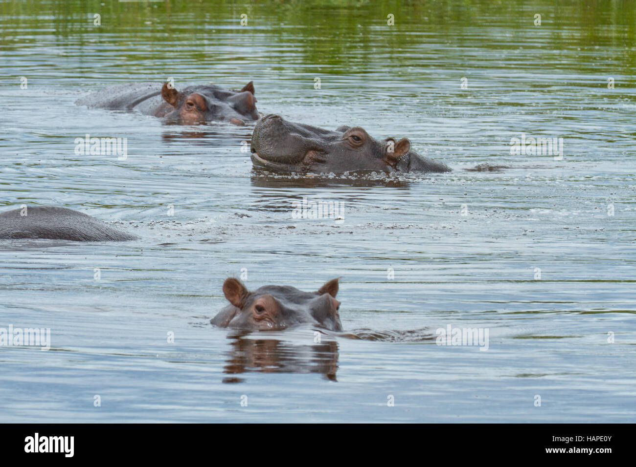 Hippos in water Stock Photo - Alamy