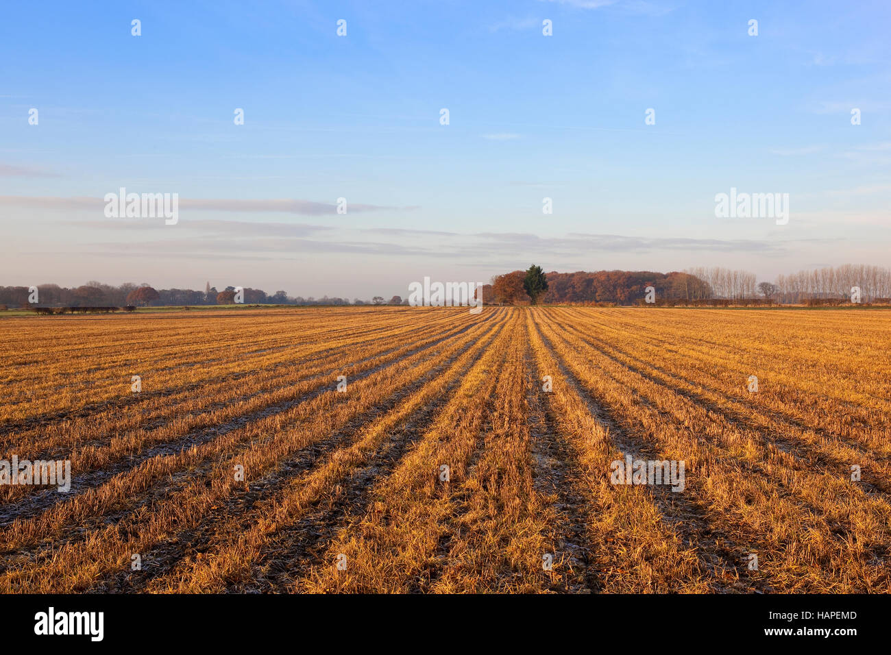 Stubble field stubble field autumn agriculture farming hi-res stock ...