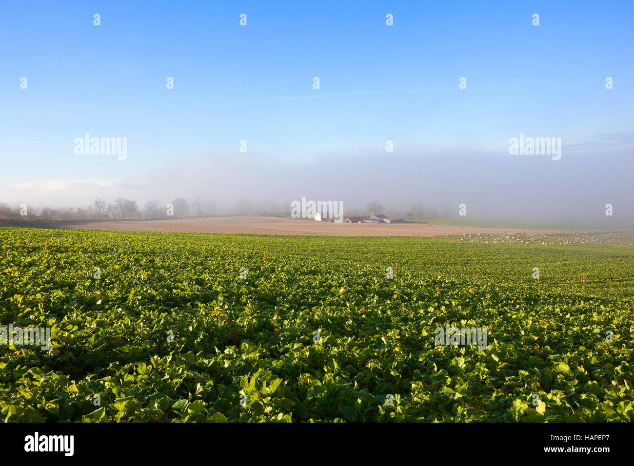 Green leafy fodder crops with sheep grazing in a misty field in the ...