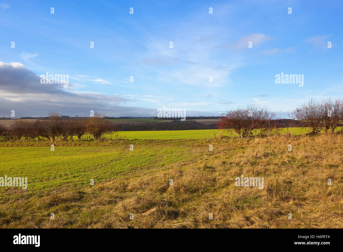 A grassy corner of an arable field left uncultivated for conservation ...