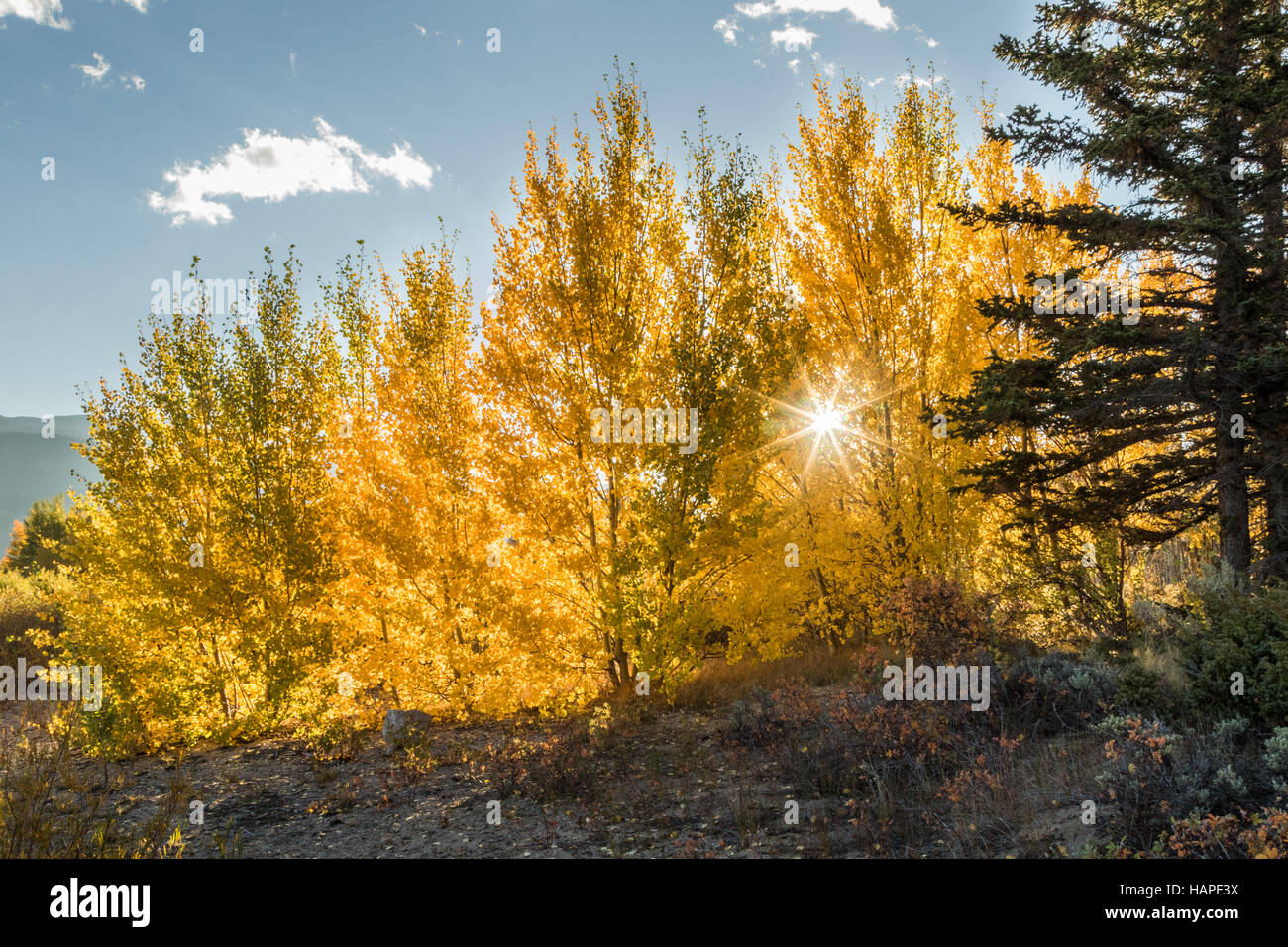 Golden aspen hi-res stock photography and images - Alamy