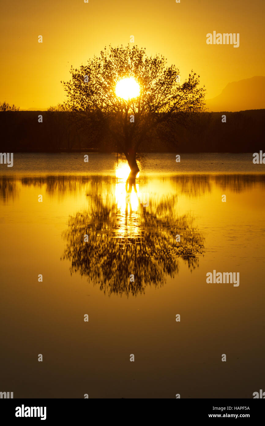 Golden sunrise with reflection of the sun in the water hi-res stock ...