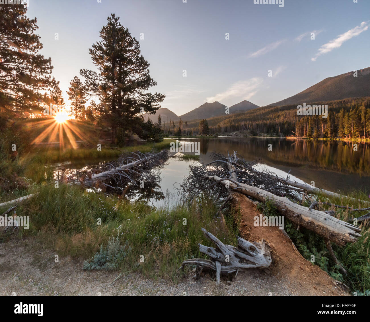 Pine trees with lake hi-res stock photography and images - Alamy
