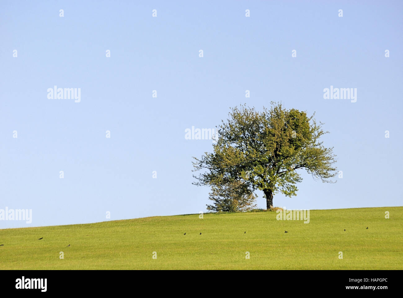 Baum tree hi-res stock photography and images - Alamy