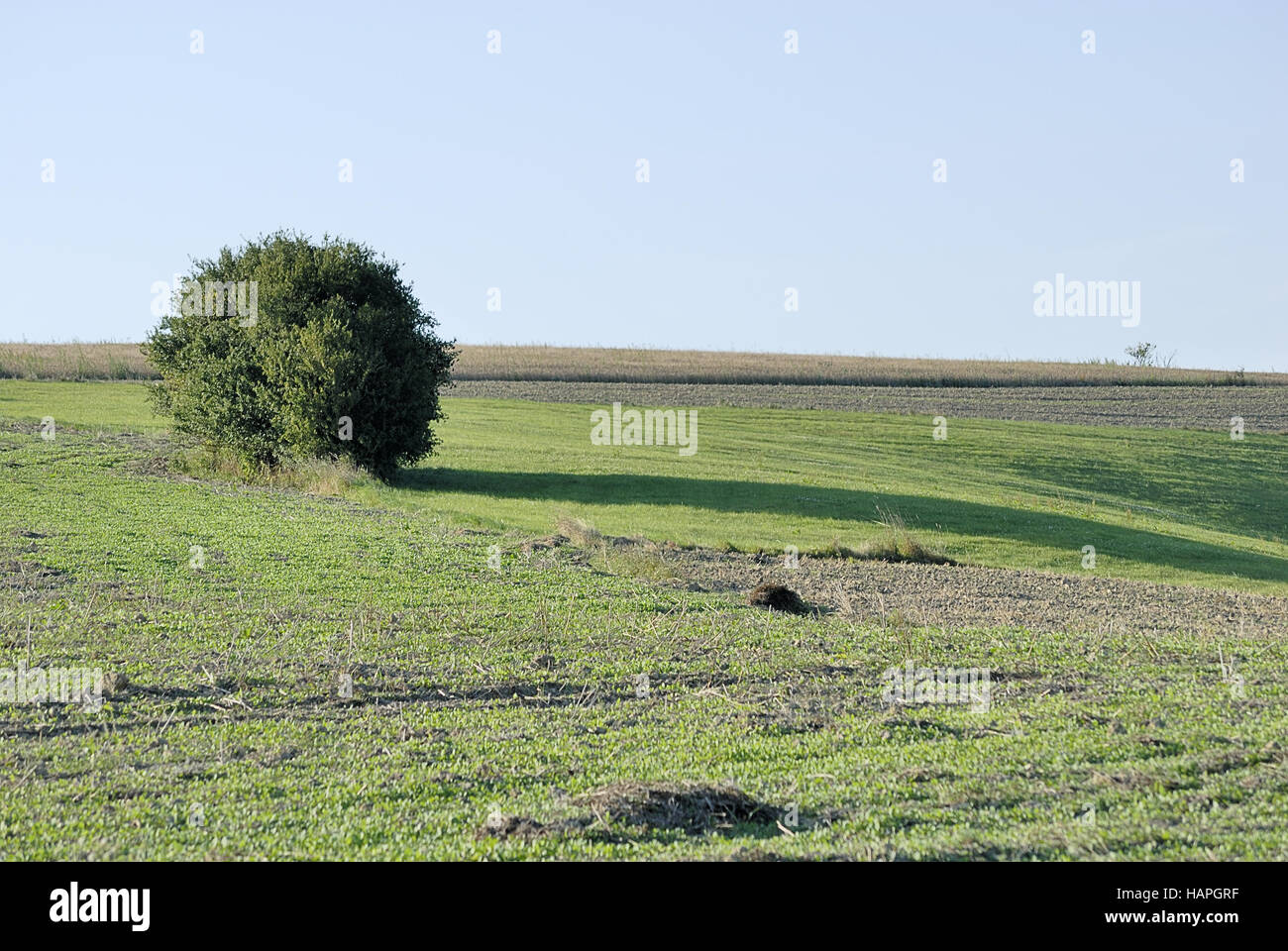kugelbusch - bush-ball Stock Photo - Alamy