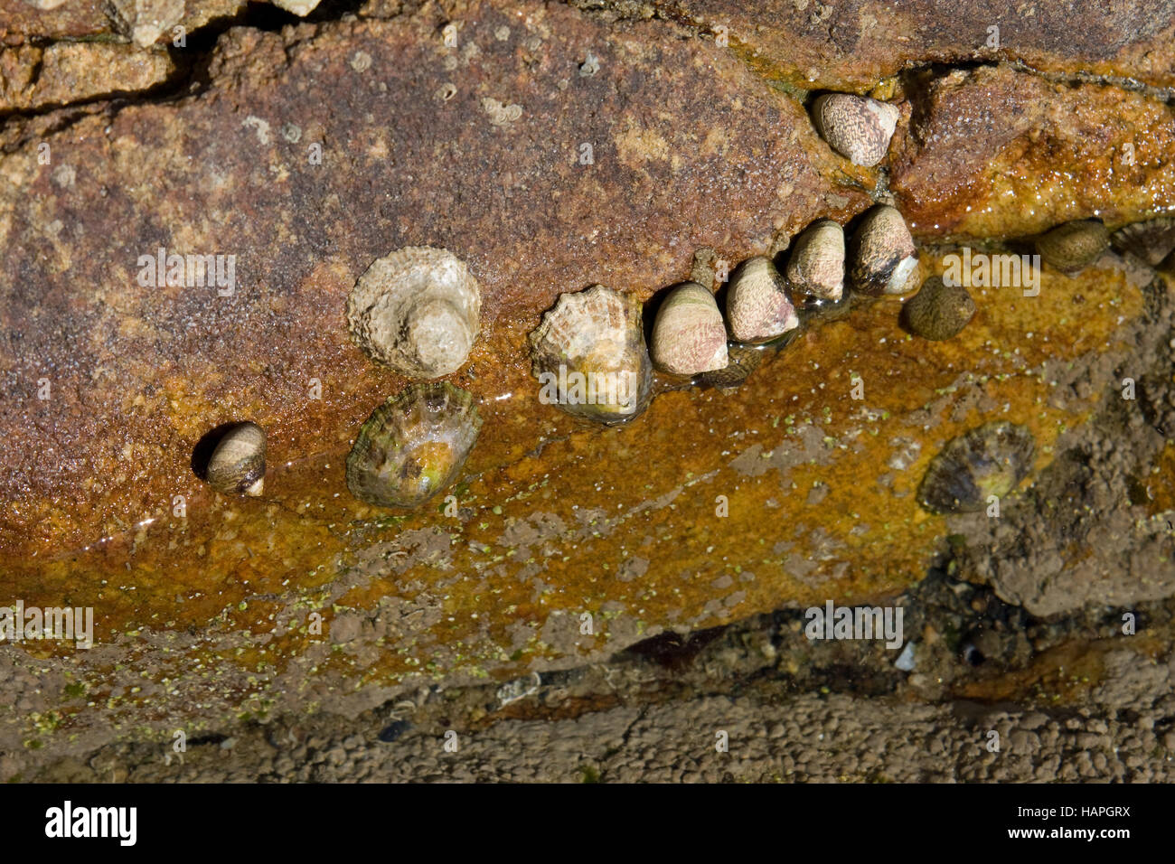 Napfschnecken hi-res stock photography and images - Alamy