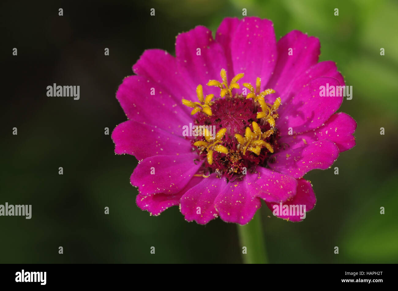 Zinnie High Resolution Stock Photography and Images - Alamy