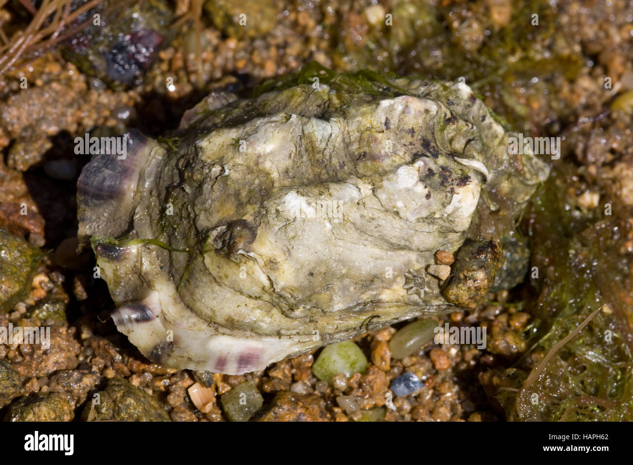 Pazifische auster hi-res stock photography and images - Alamy