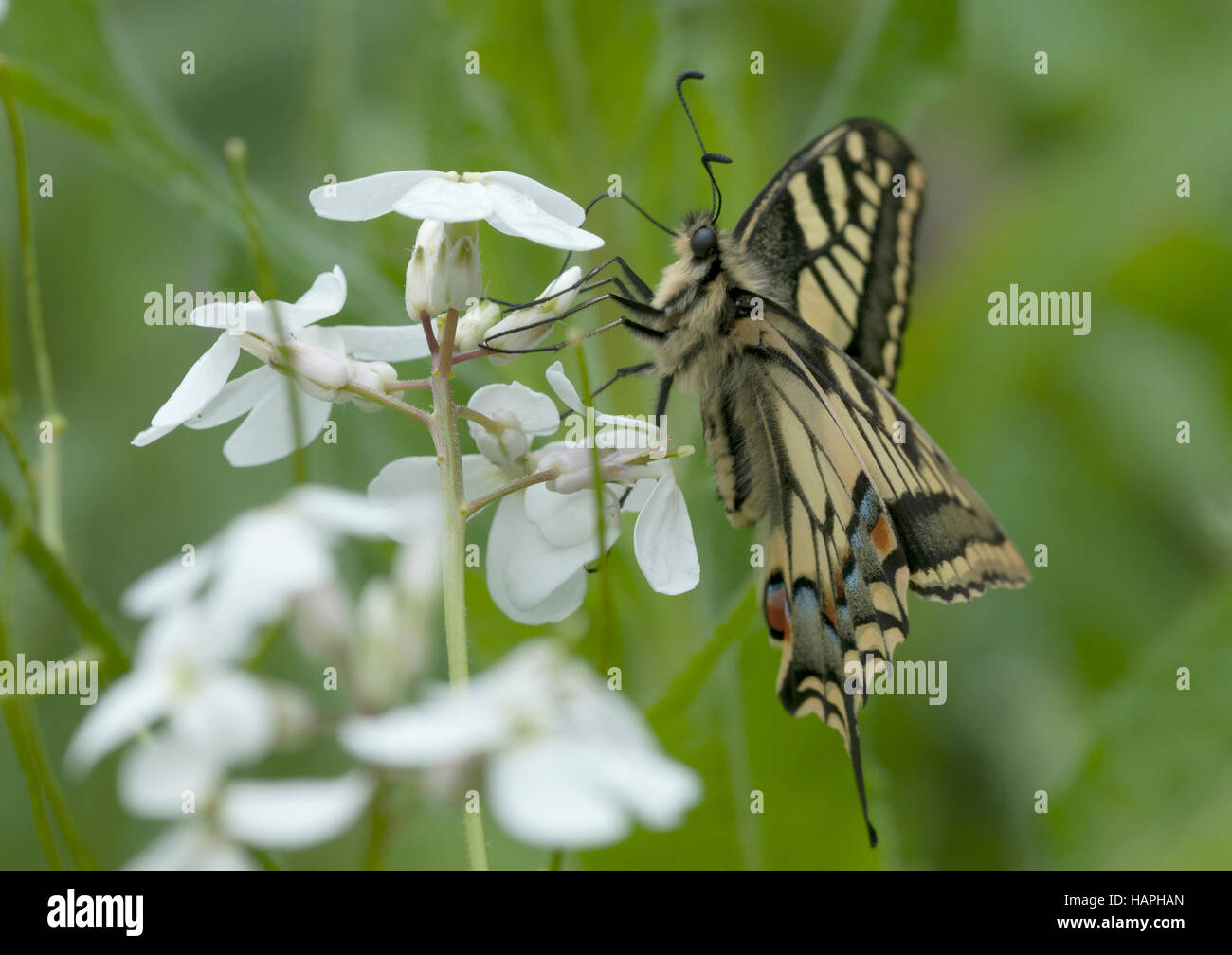 British butterflies hi-res stock photography and images - Alamy
