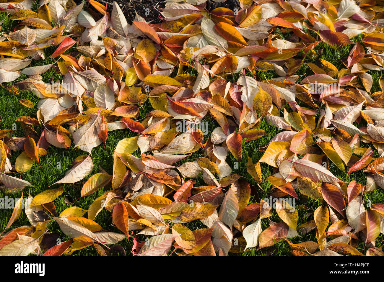 Fallen Autumn Leaves Stock Photo - Alamy